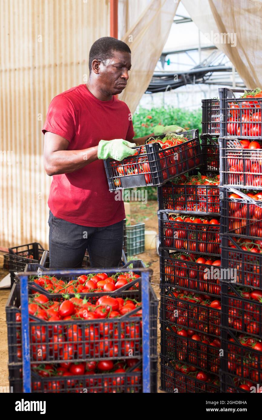 Farmer carries boxes with ripe tomatoes in the backyard of the farm ...