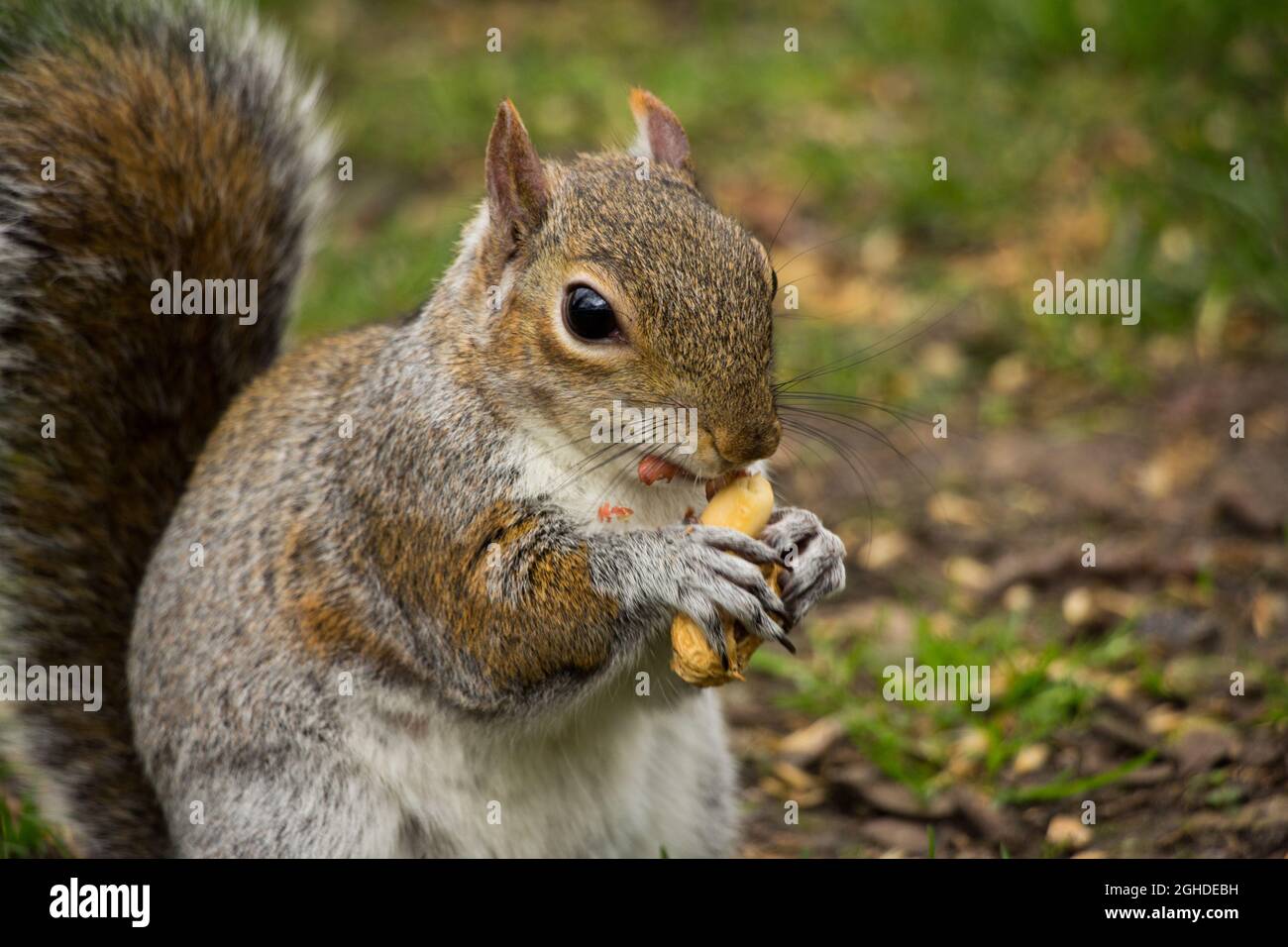 Nut eating animal hi-res stock photography and images - Alamy