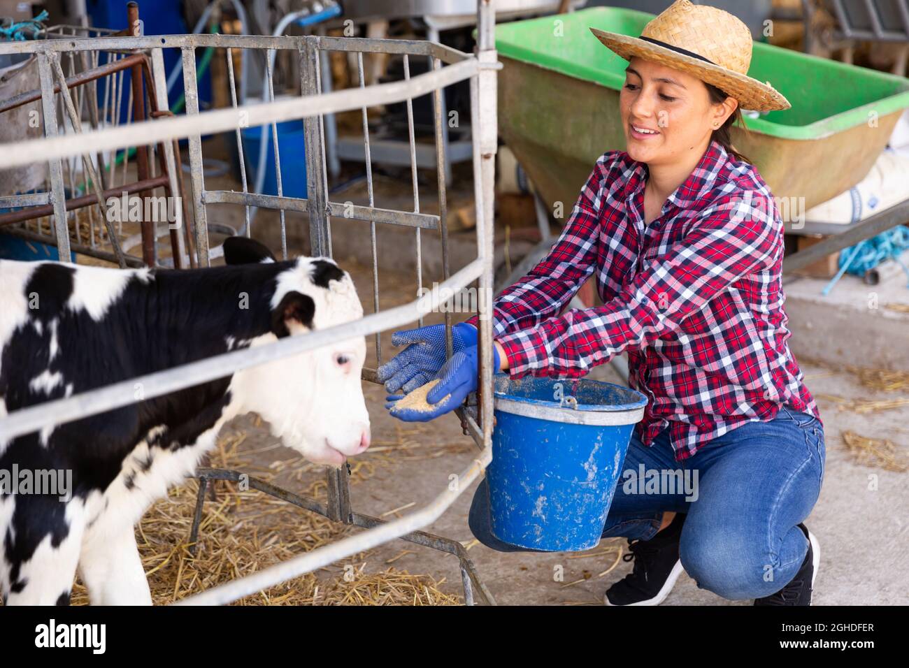 Female farmer with bucket feeding cows at the cow farm outdoor Stock ...