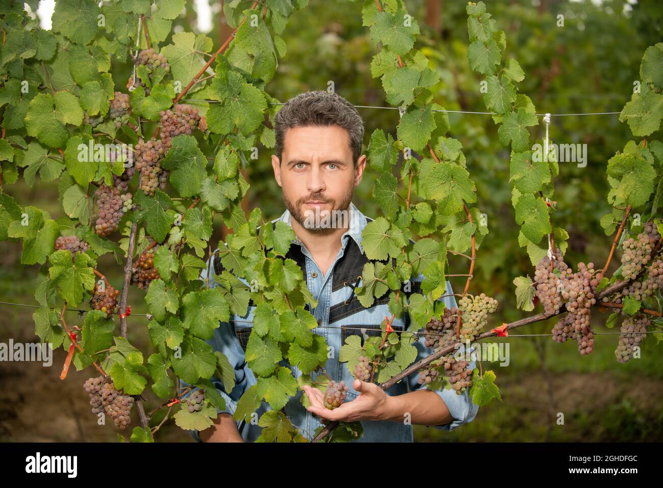 professional winegrower on grape farm. man harvester on summer harvest ...