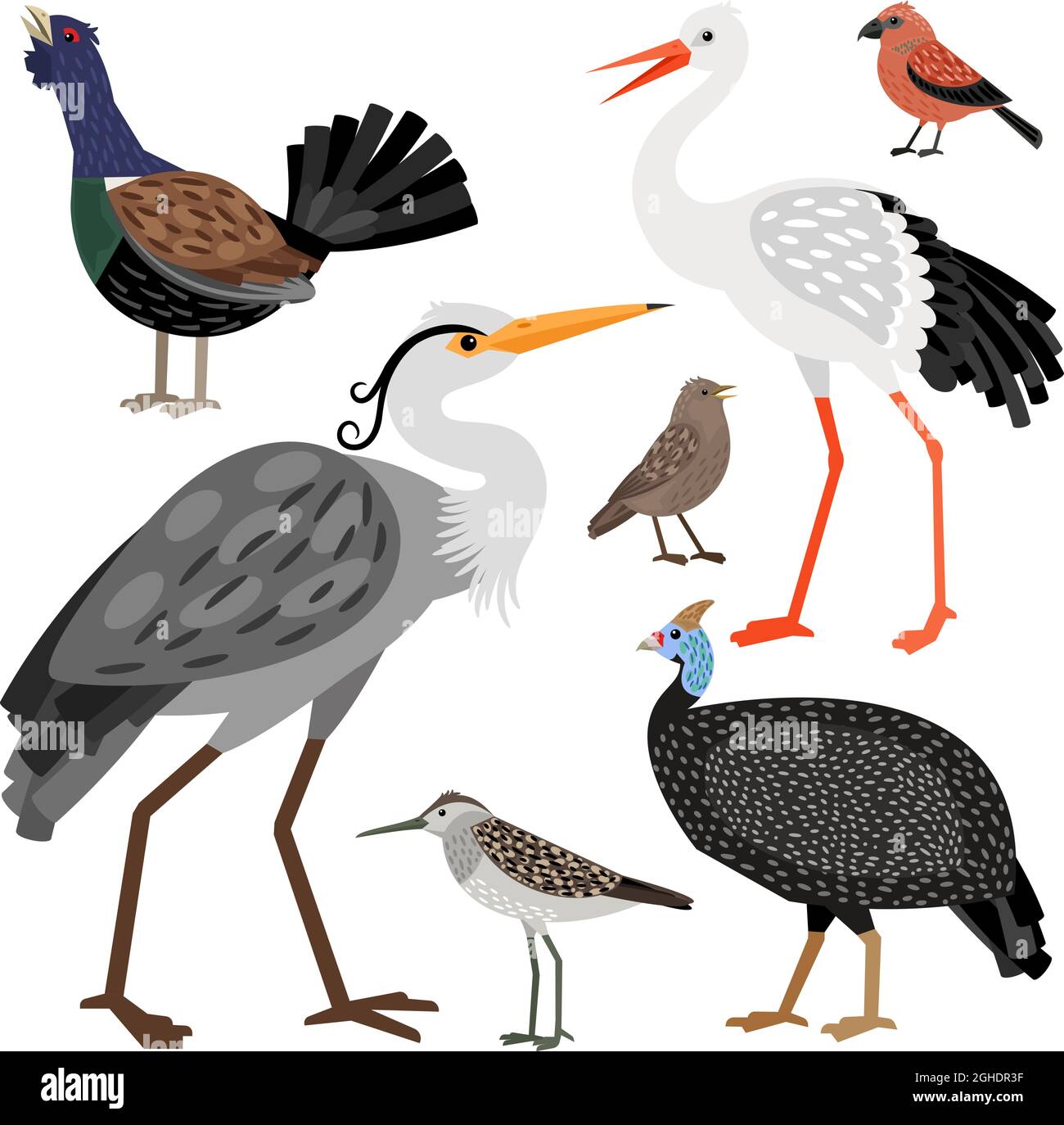 Various cartoon wild birds vector collection Stock Vector Image & Art ...