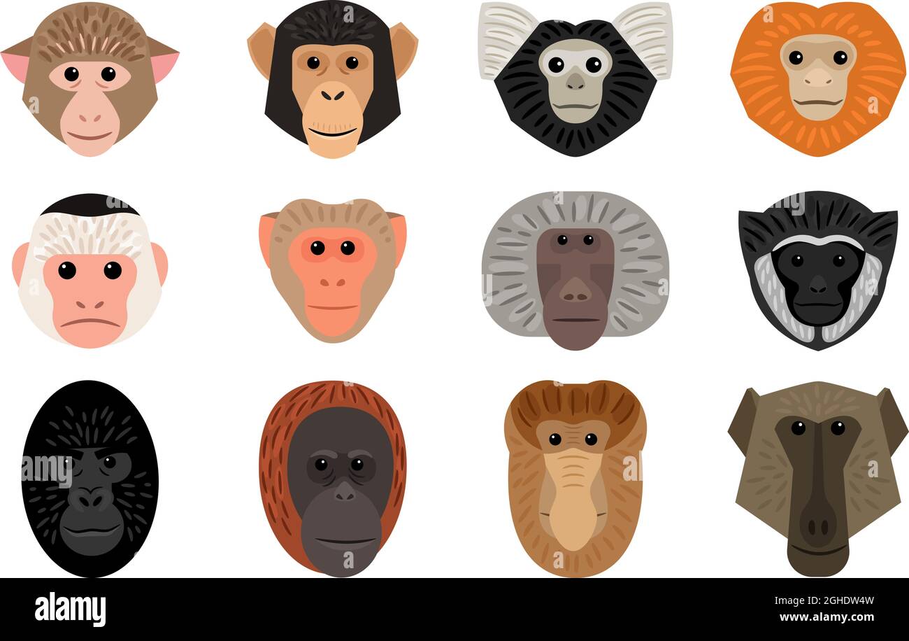 Cartoon Monkeys types icons collection vector illustration Stock Vector ... Cartoon Monkeys types icons collection vector illustration Stock Vector ...