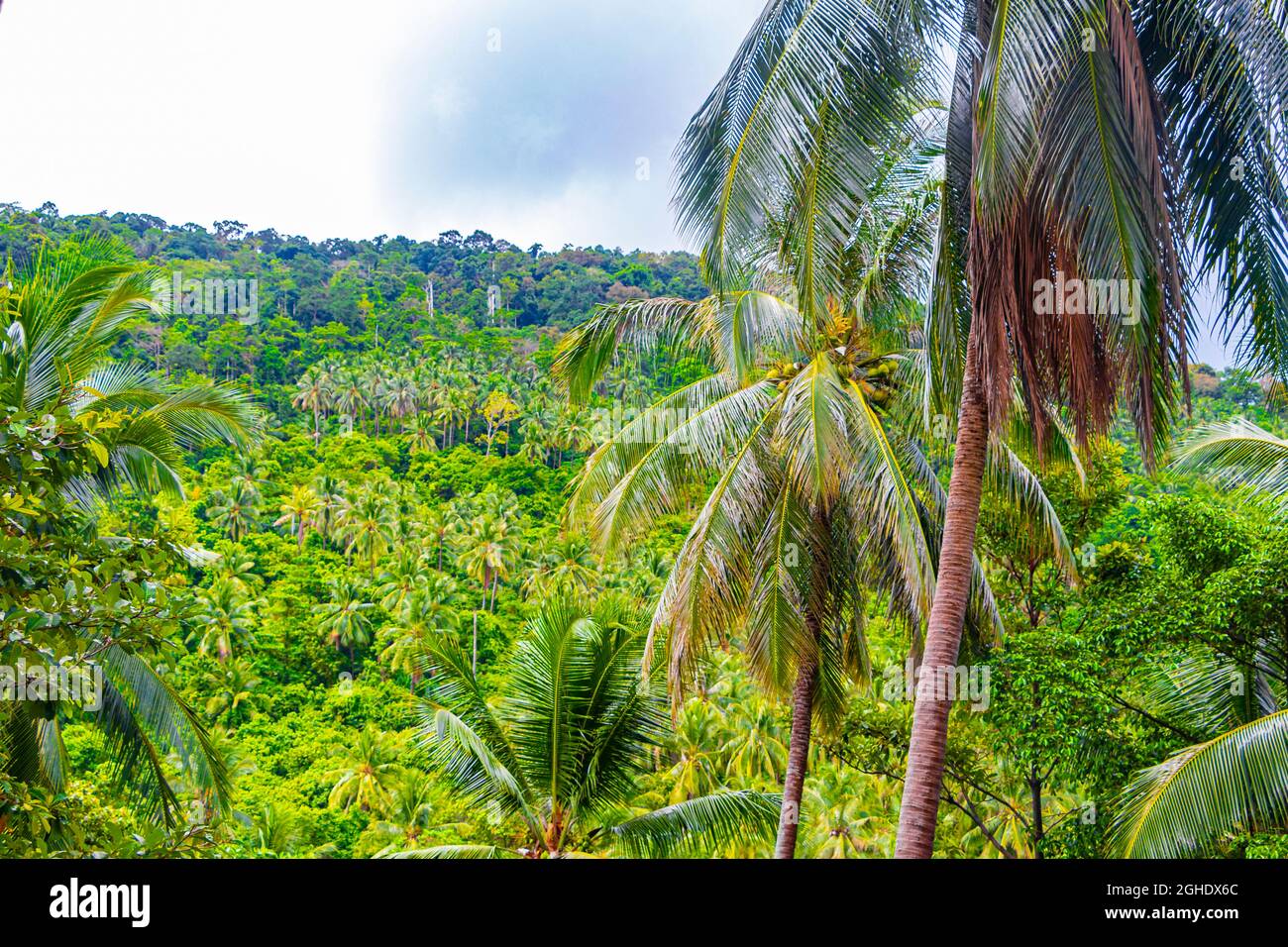 Tropical jungle forest with palm trees on Koh Samui in Surat Thani ...