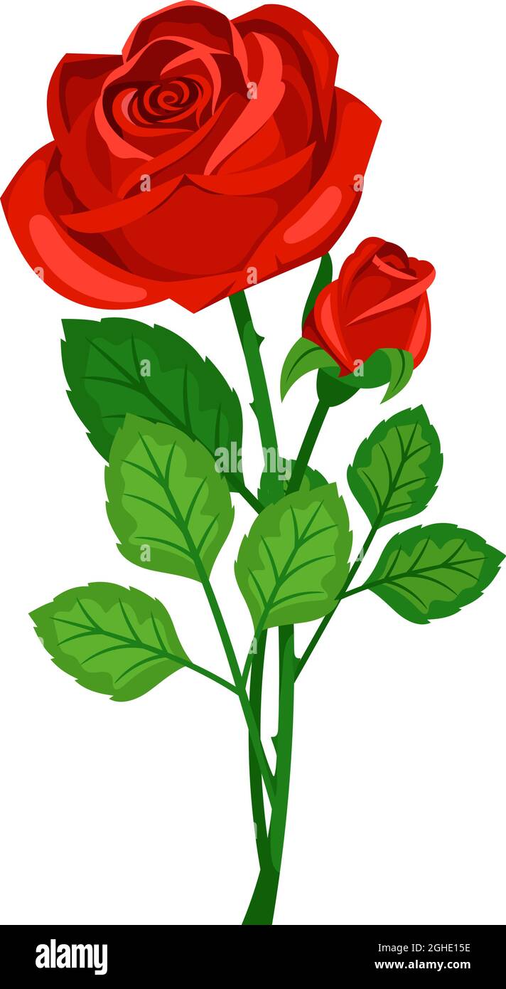 Cute red rose with beautiful buds isolated on white background Stock ...