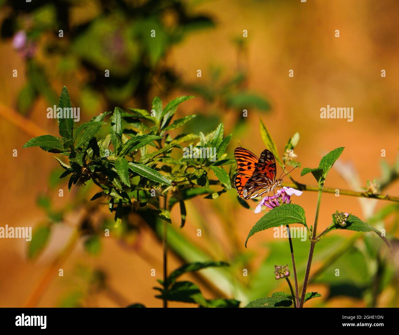 Nice butterfly on a plant Stock Photo - Alamy