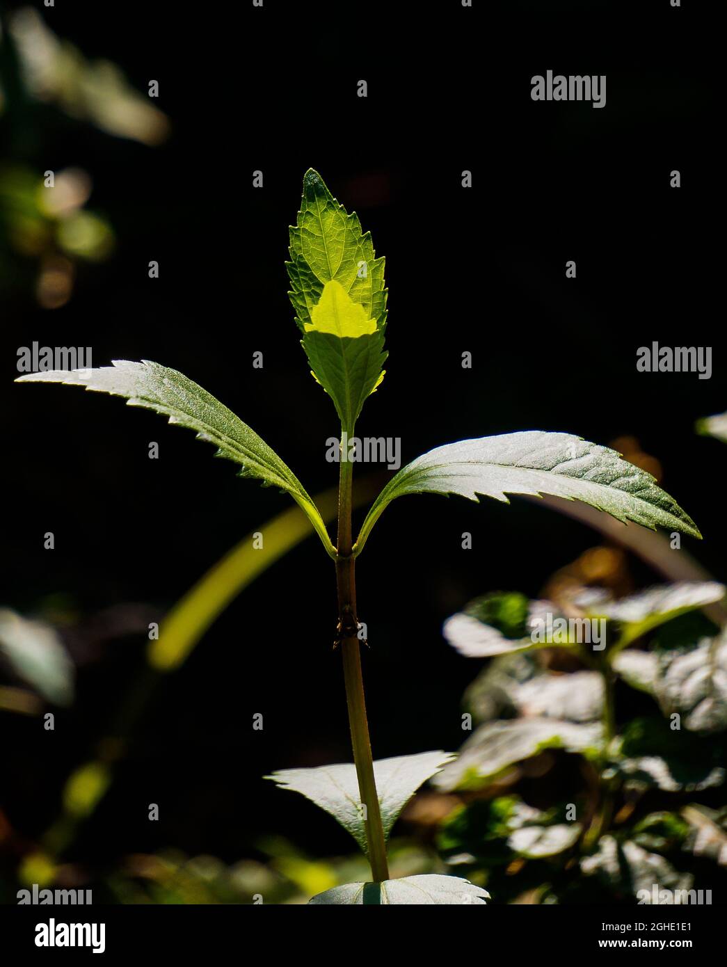 Vertical shot of a green plant Stock Photo - Alamy