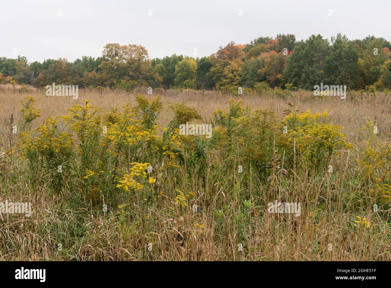 Beautiful landscape with a meadow and trees Stock Photo - Alamy