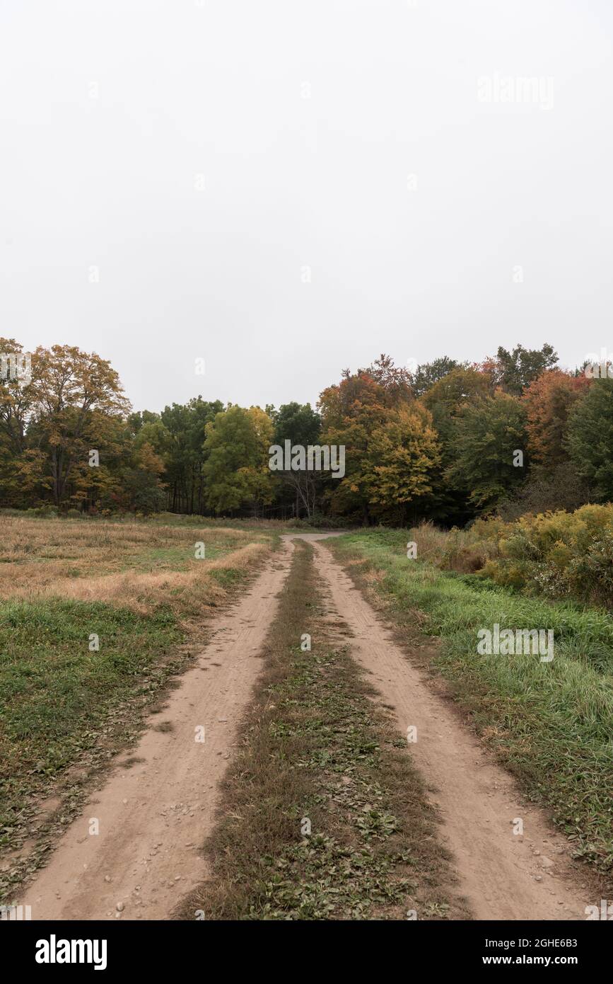 Vertical closeup of the path passing through the forest Stock Photo - Alamy
