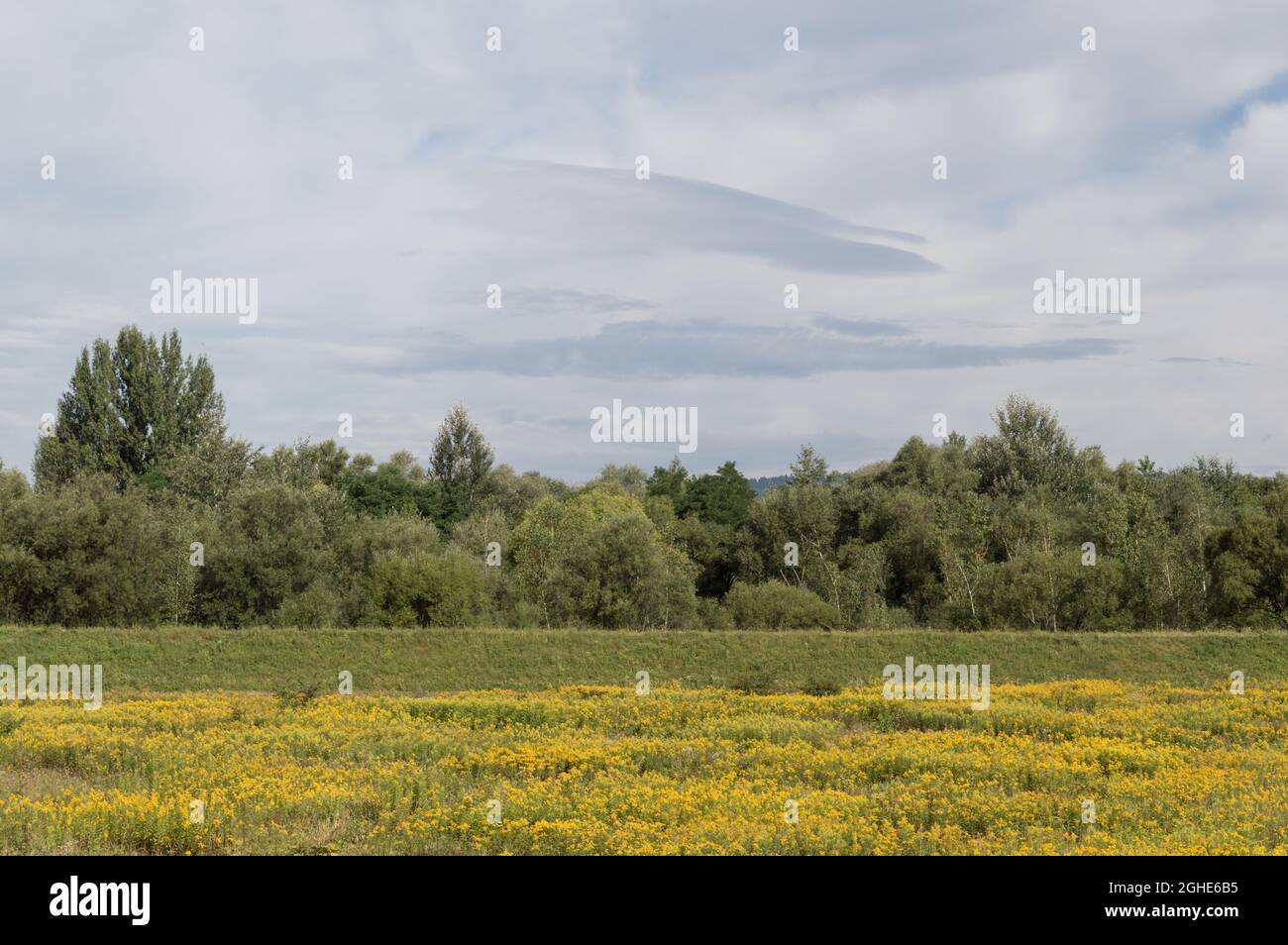 Beautiful landscape with a green field, yellow flowers, and trees Stock ...