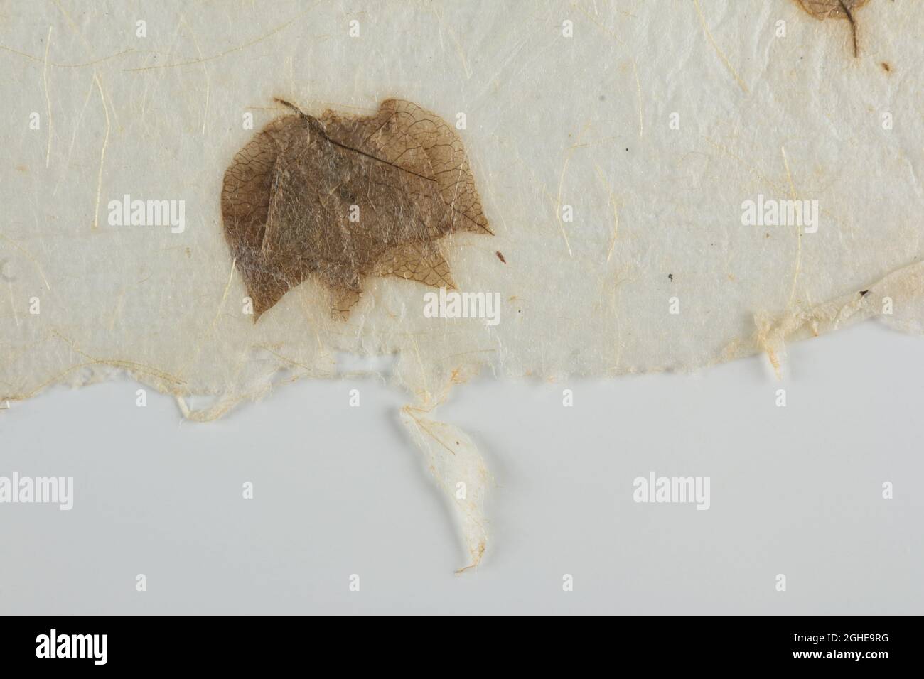 Natural dry leaves paper texture. handmade paper Stock Photo - Alamy
