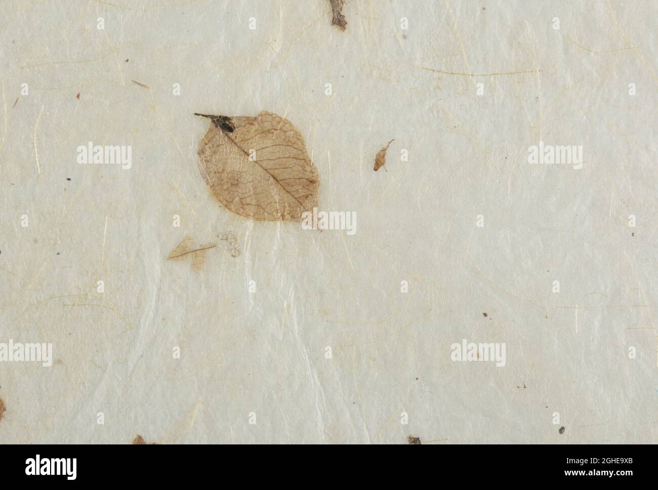Natural dry leaves paper texture. handmade paper Stock Photo - Alamy