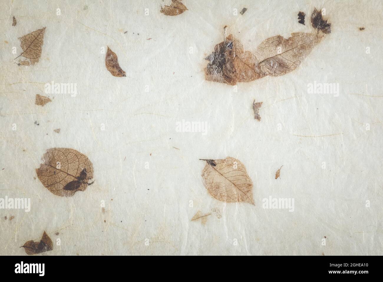 Natural dry leaves paper texture. handmade paper Stock Photo - Alamy