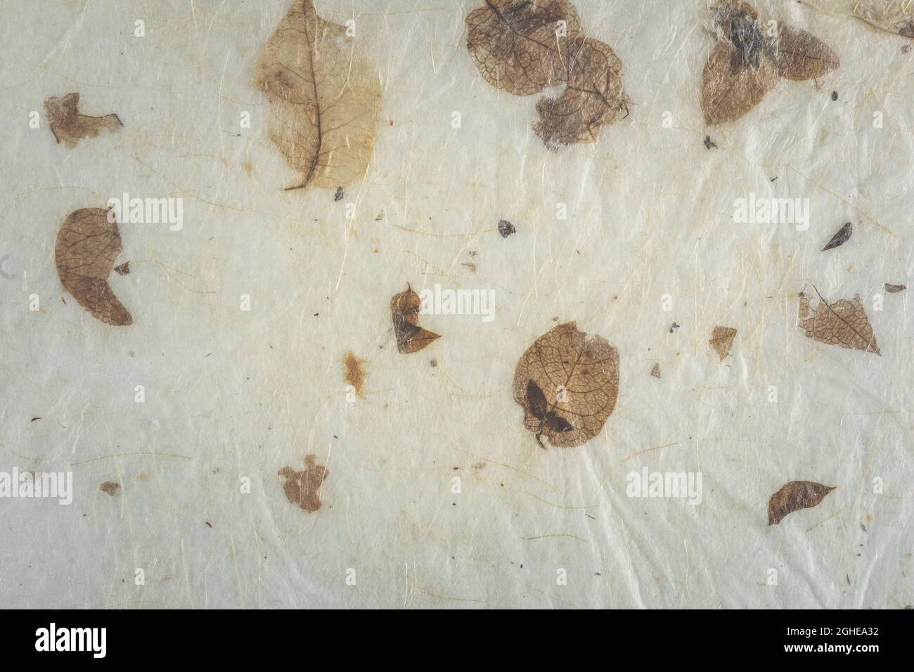 Natural dry leaves paper texture. handmade paper Stock Photo - Alamy