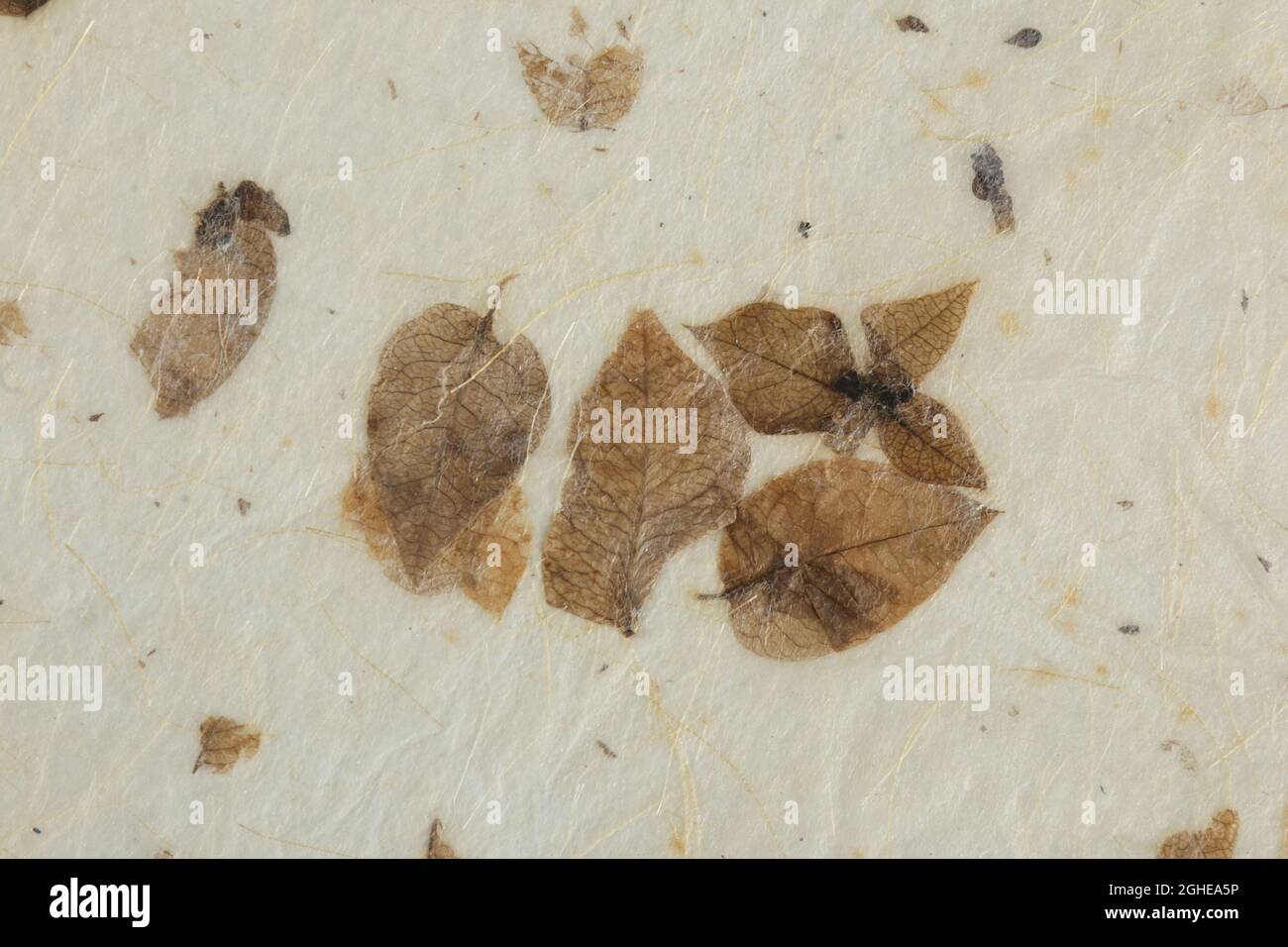 Natural dry leaves paper texture. handmade paper Stock Photo - Alamy