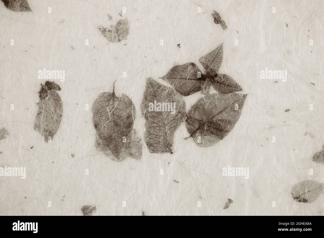 Natural dry leaves paper texture. handmade paper Stock Photo - Alamy