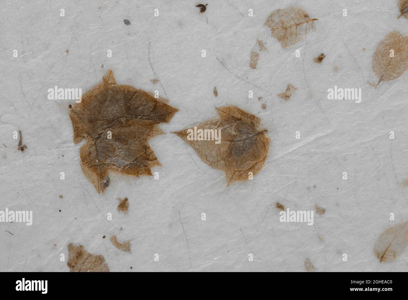 Natural dry leaves paper texture. handmade paper Stock Photo - Alamy