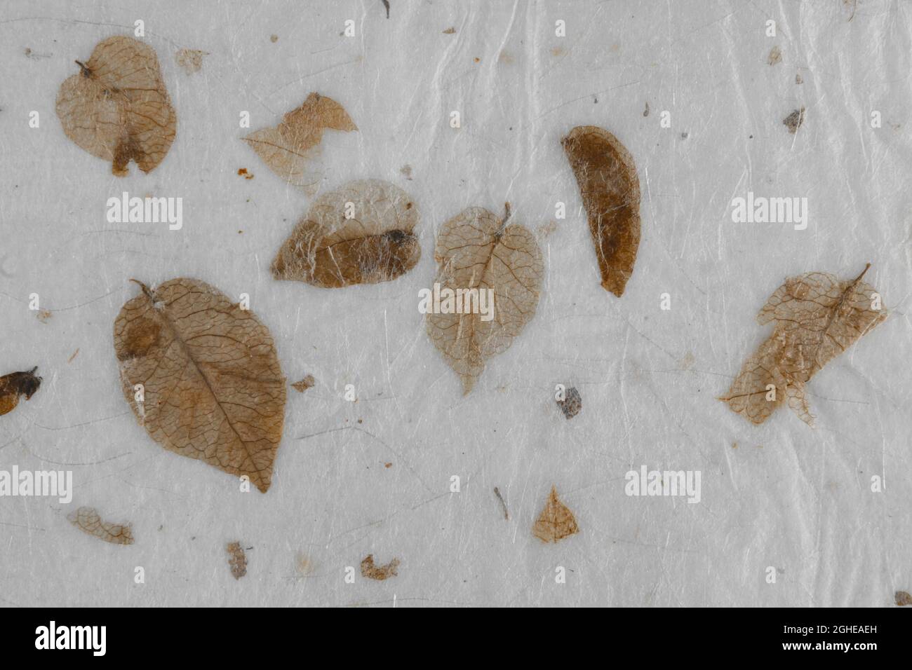 Natural dry leaves paper texture. handmade paper Stock Photo - Alamy