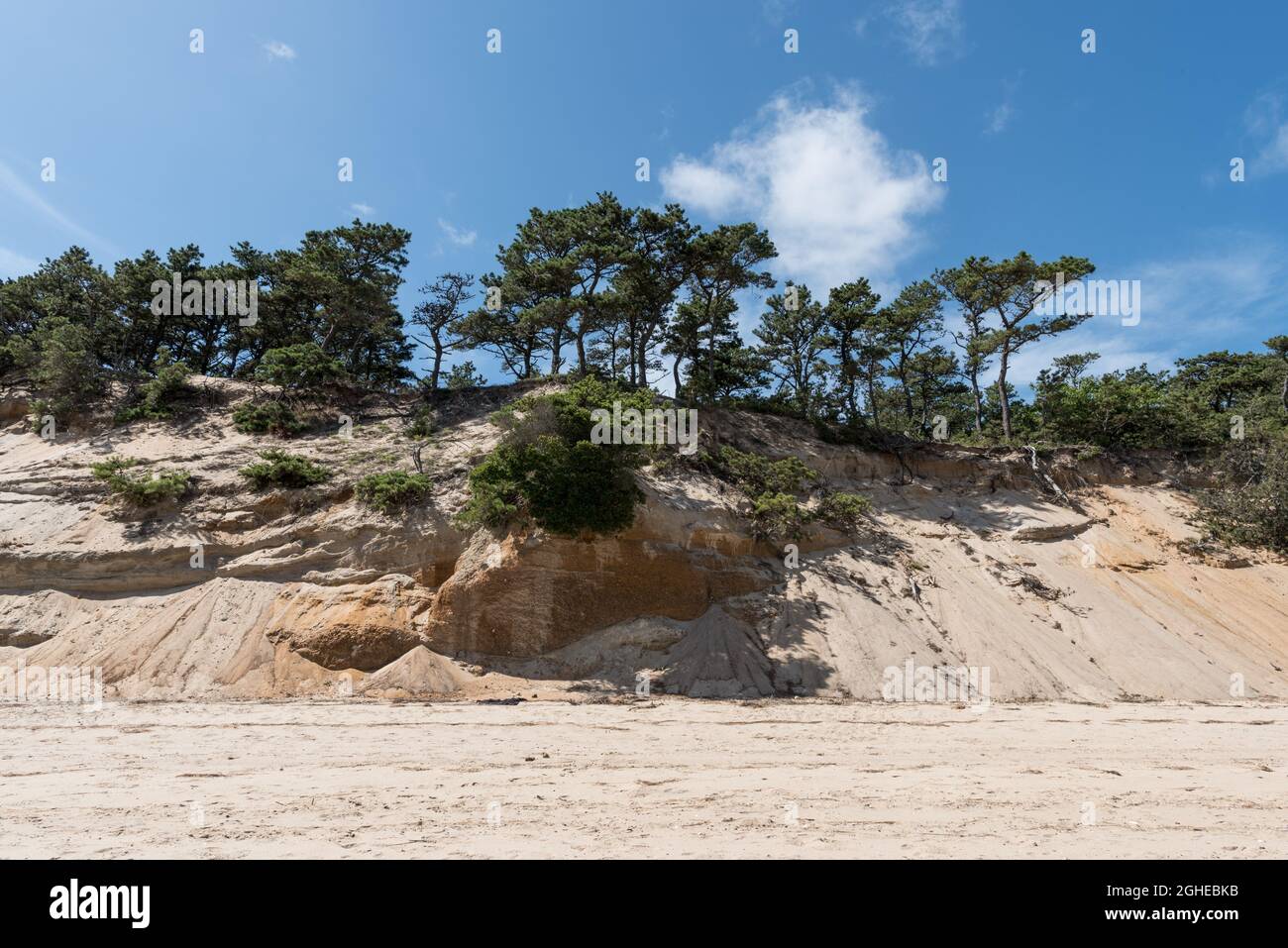 Cape cod sand plants hi-res stock photography and images - Alamy