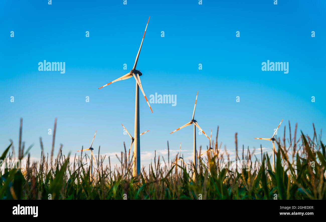 Windfarm in northern Germany surrounded by corn and blue sky Stock ...