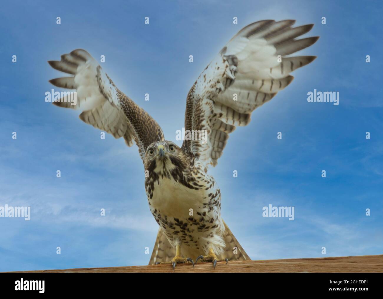 Red tailed hawk looking at camera hi-res stock photography and images ...