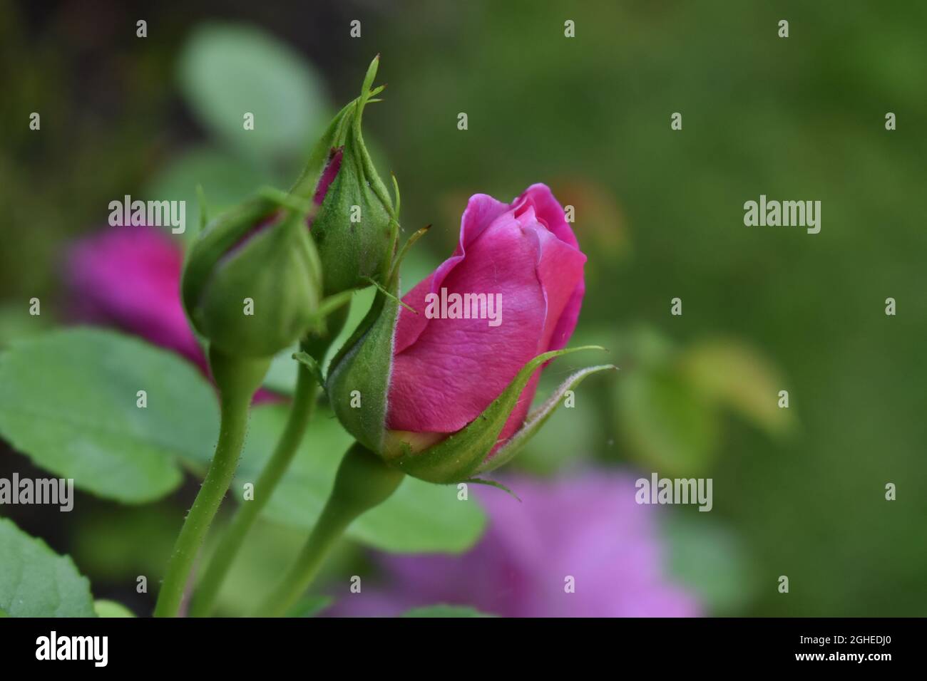 Budding rose hi-res stock photography and images - Alamy
