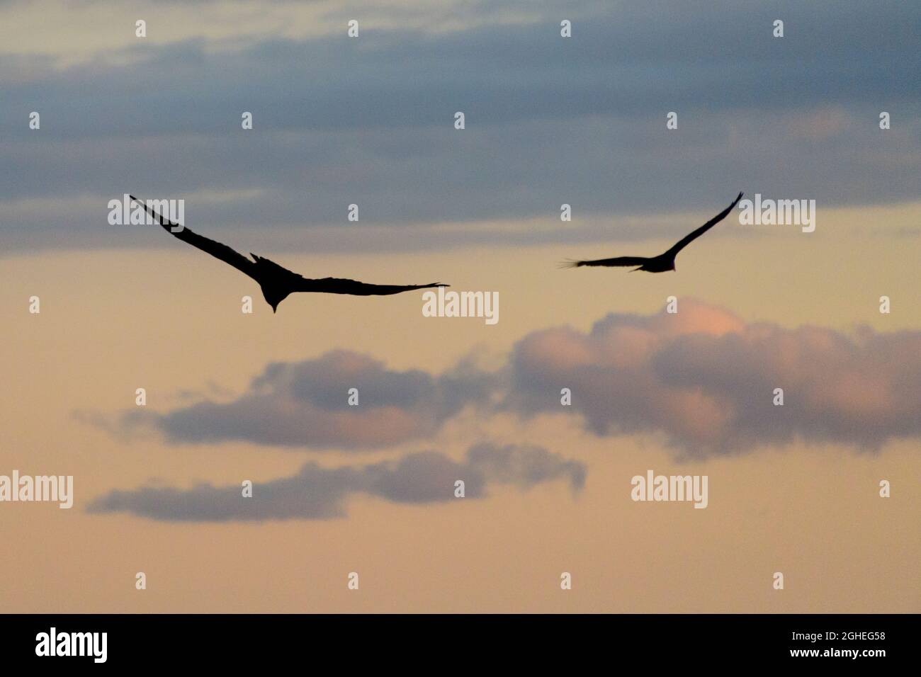 Buzzard flying in early morning Stock Photo - Alamy