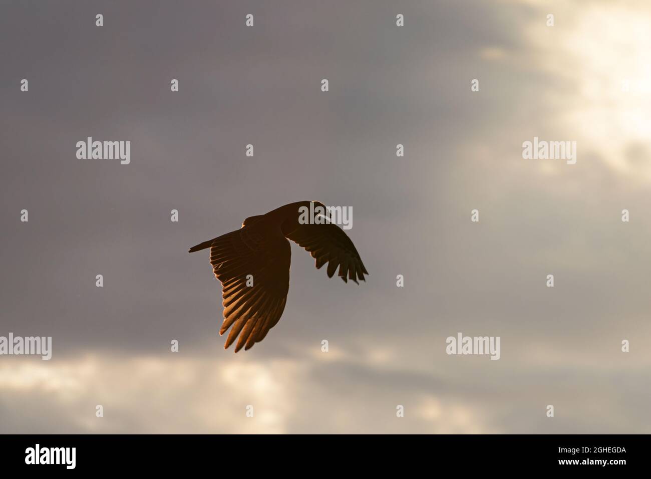 Buzzard flying in early morning Stock Photo - Alamy