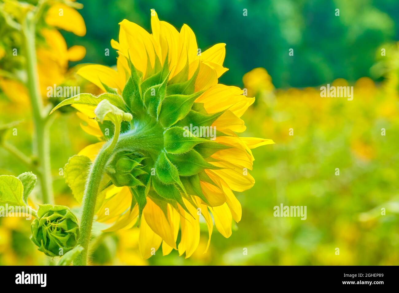 Showing backside hi-res stock photography and images - Alamy