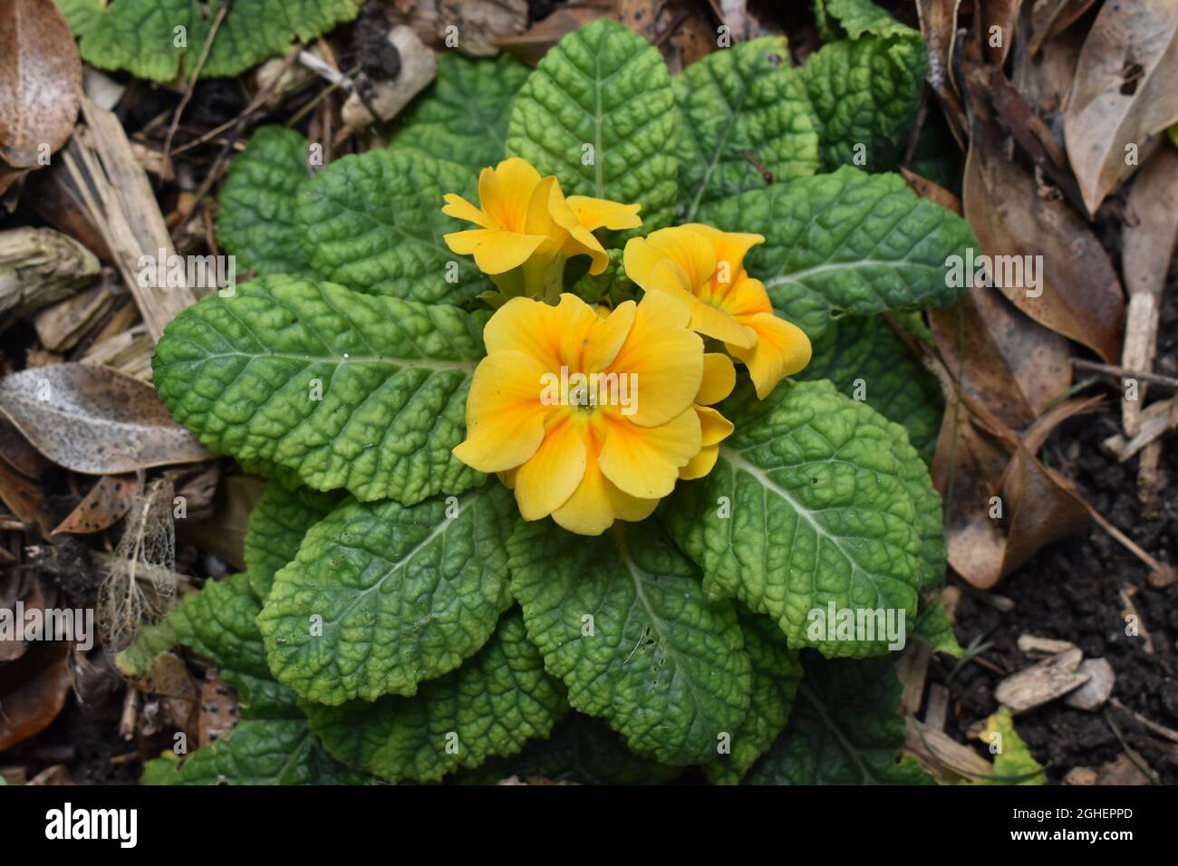 Primroses in full bloom hi-res stock photography and images - Alamy