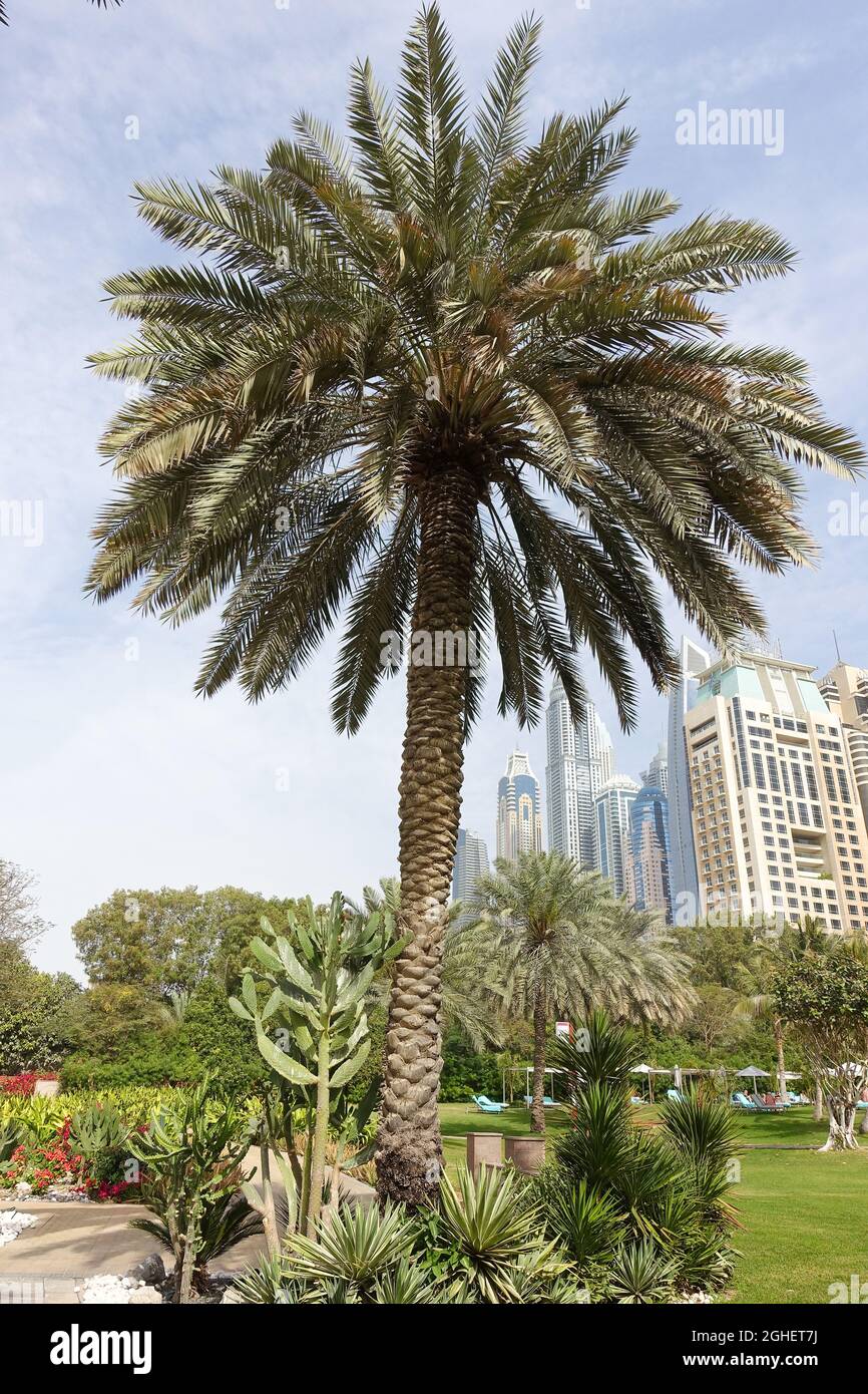 Palm Tree and Gardens with Skyscraper back drop at Jumeirah Beach in ...