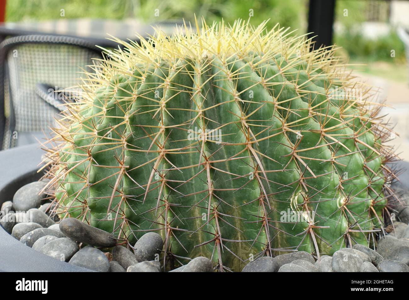 Close up of a Golden Barrel Cactus in Dubai, UAE Stock Photo - Alamy