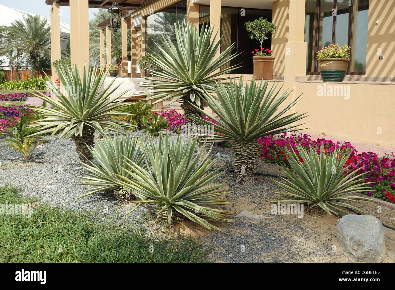 Baby Palms and Flower Beds around The Jumeirah Beach Hotel in Dubai UAE ...