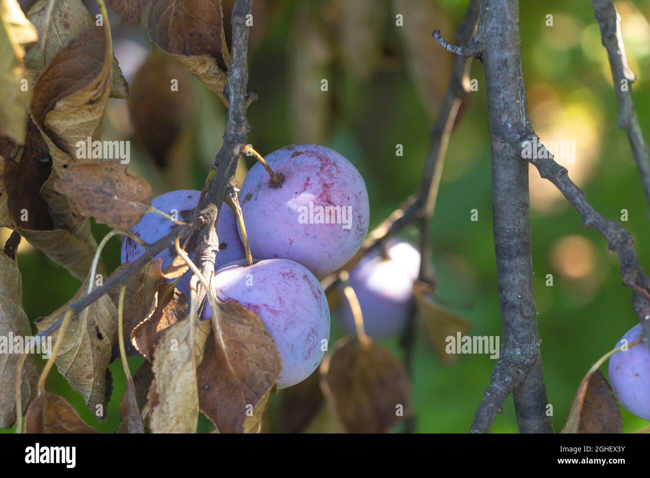 A few sweet plums in the tree - Growing plum tree at home concept. Dry ...