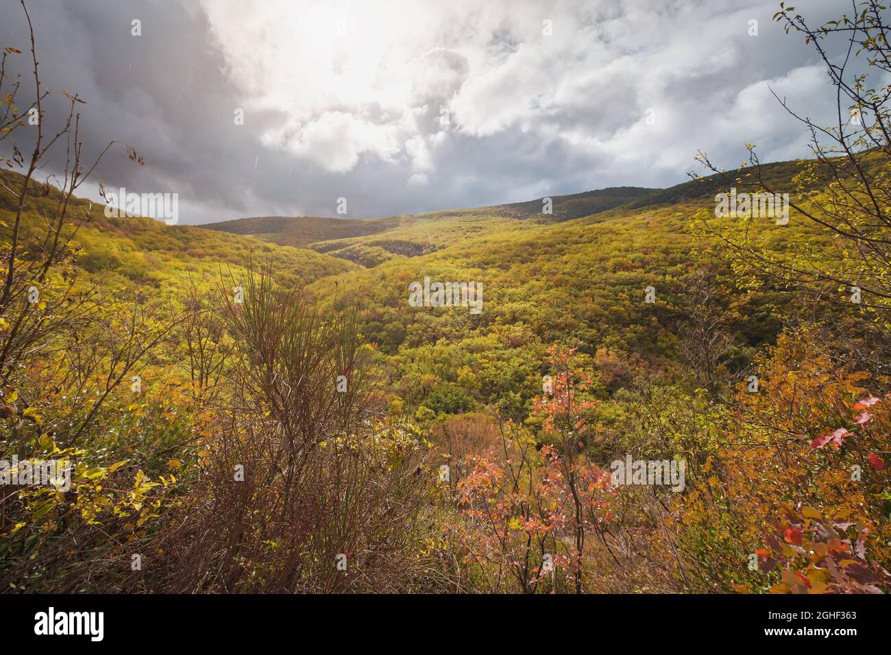 landscape autumn season in rainy day Travel and yellow leaves ...