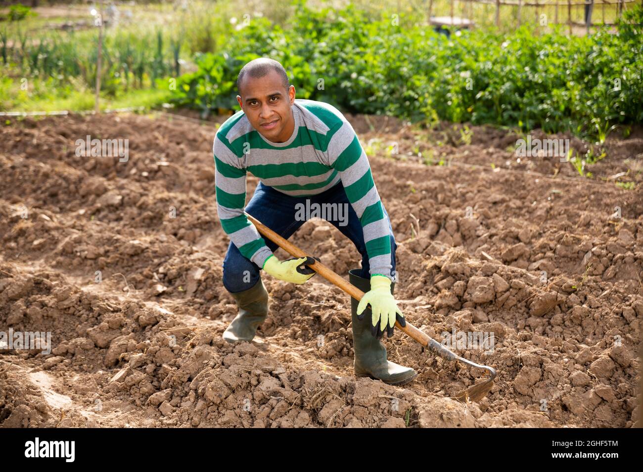 Adult Hispanic man working soil with hoe at his smallholding during ...