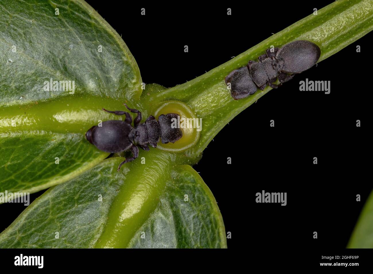 Small Adult Black Turtle Ants of the Genus Cephalotes eating on the ...