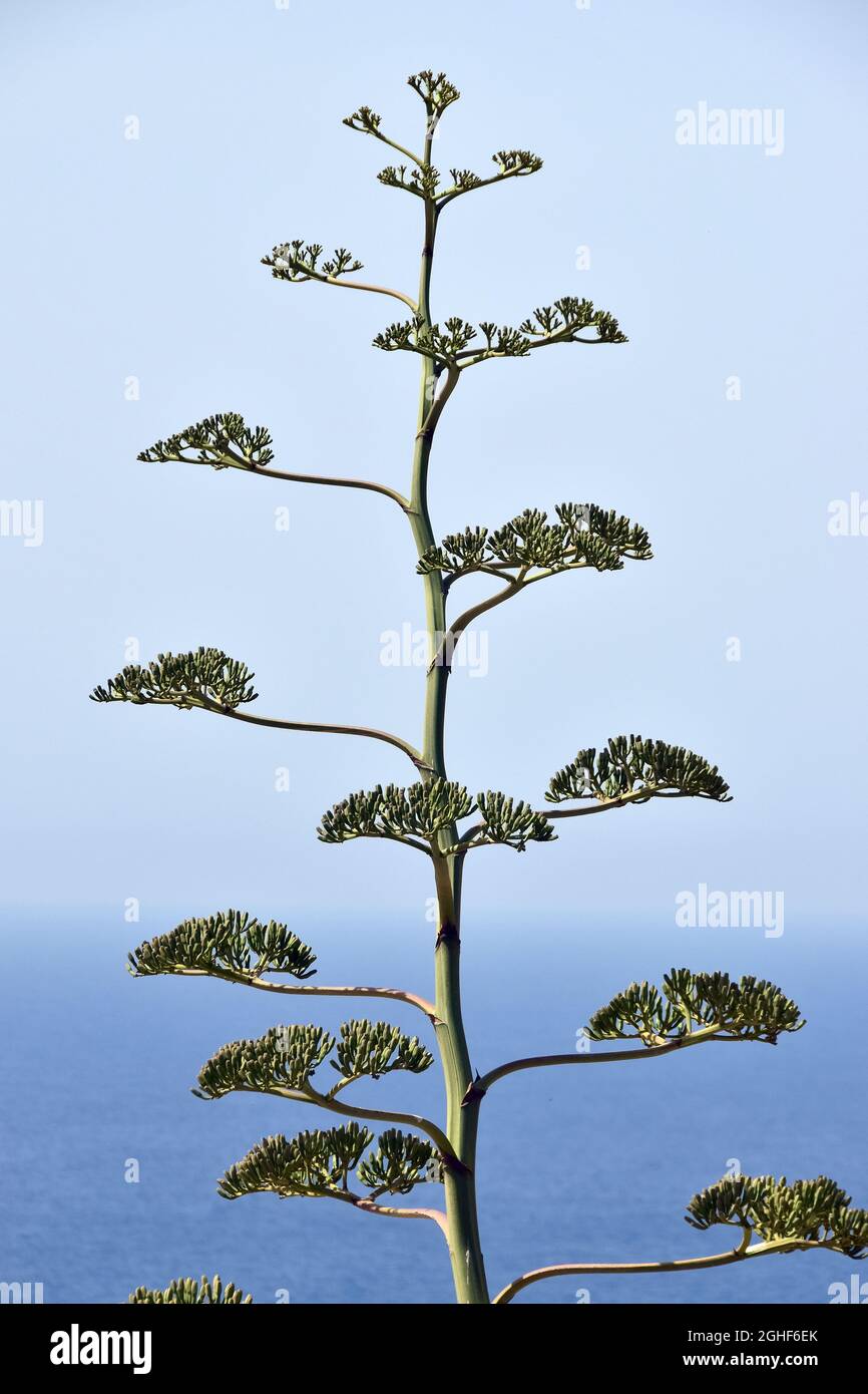 American aloe, century plant, maguey, Agave americana, amerikai agávé ...