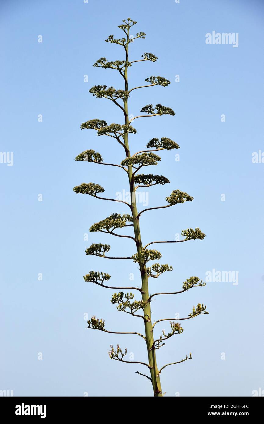 American aloe, century plant, maguey, Agave americana, amerikai agávé ...