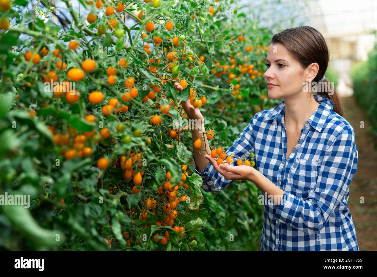 Positive female gardener checking growing yellow cherry tomatoes in ...