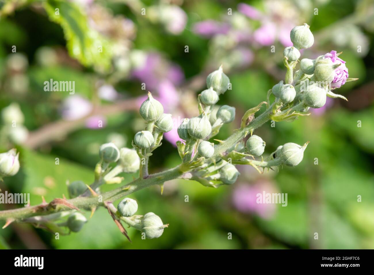 Brambles cut out hi-res stock photography and images - Alamy