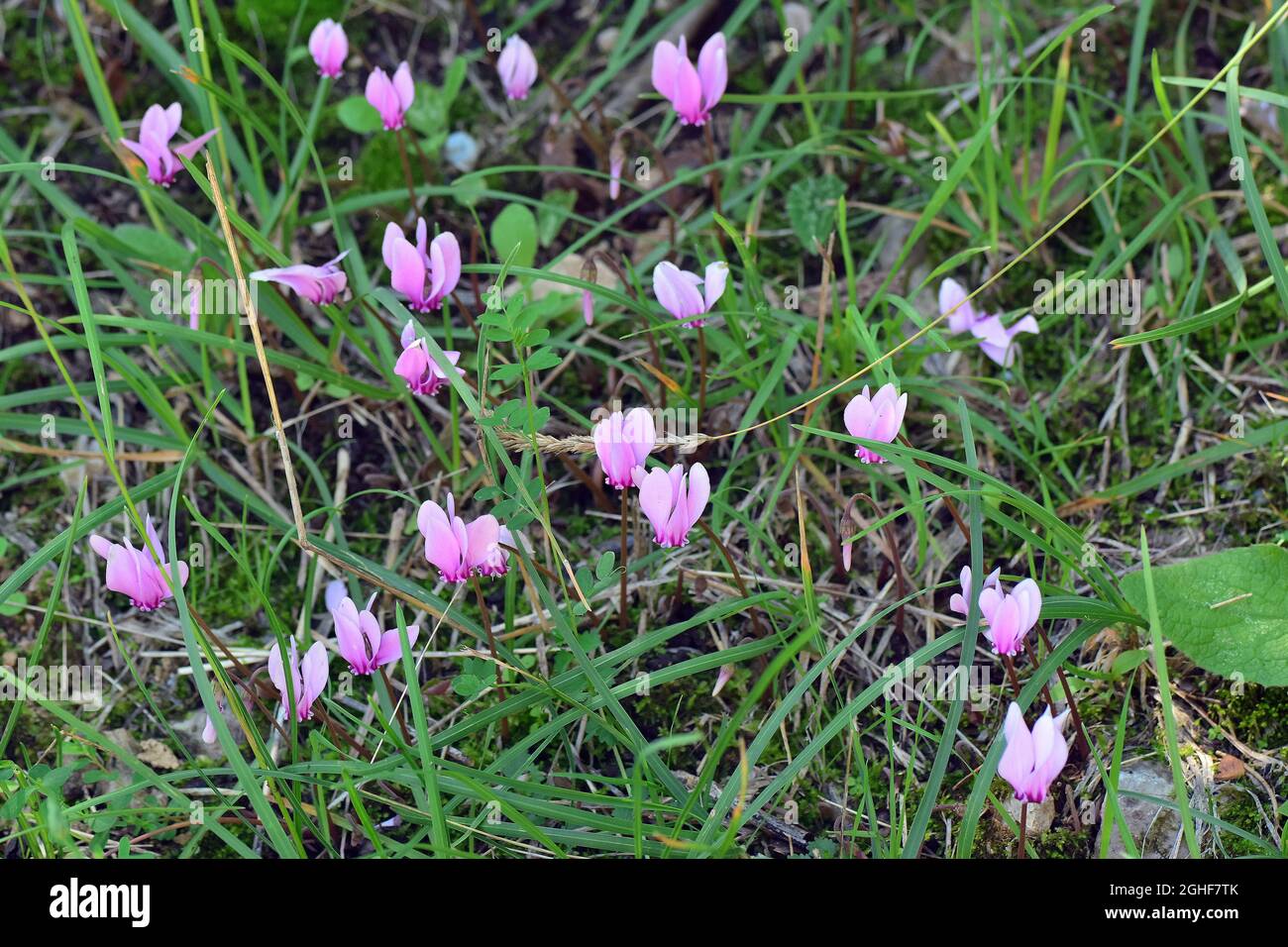 Alpine, European or purple cyclamen, Europäisches Alpenveilchen, Wildes ...