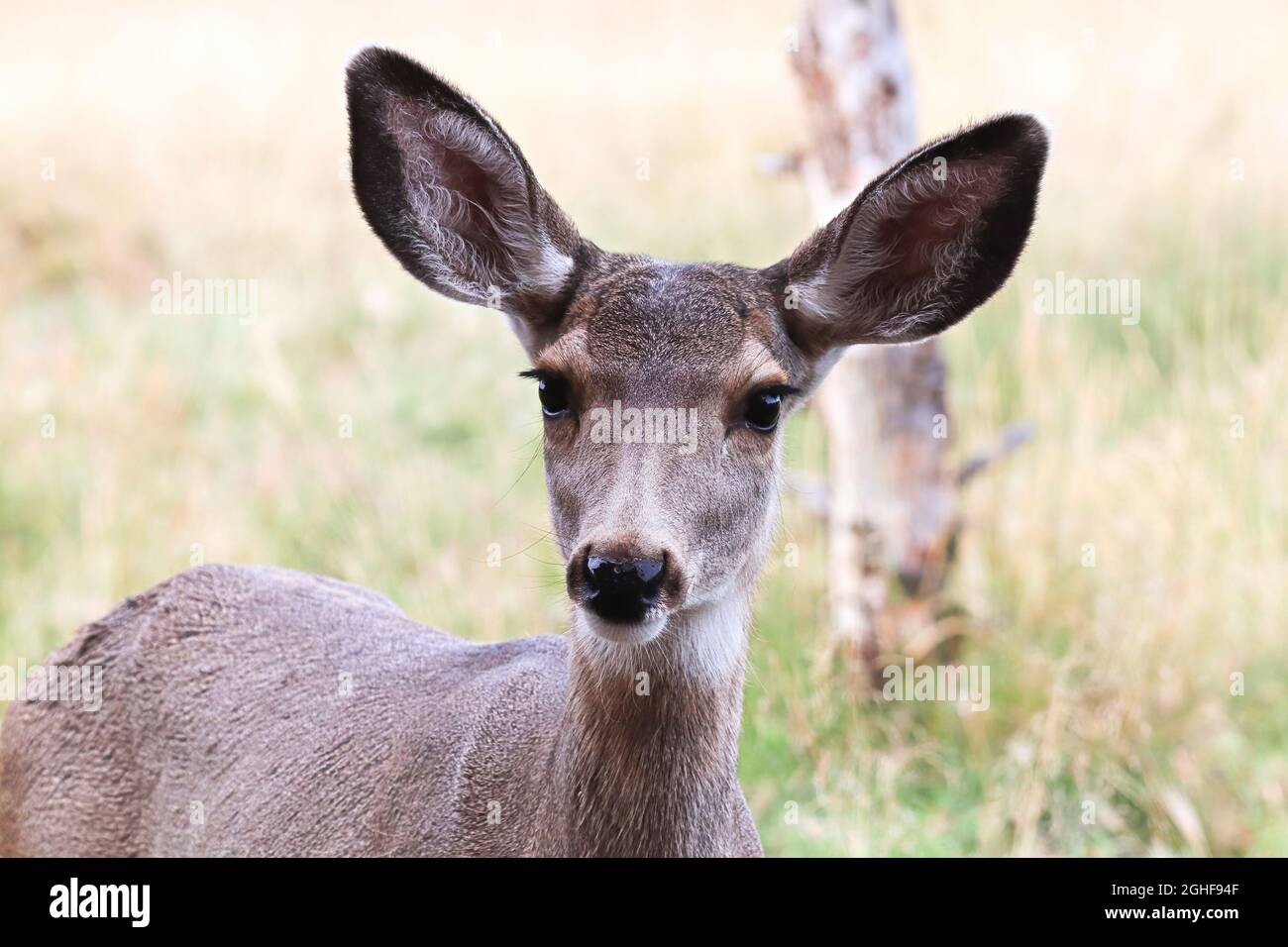 Mule Deer Doe Face