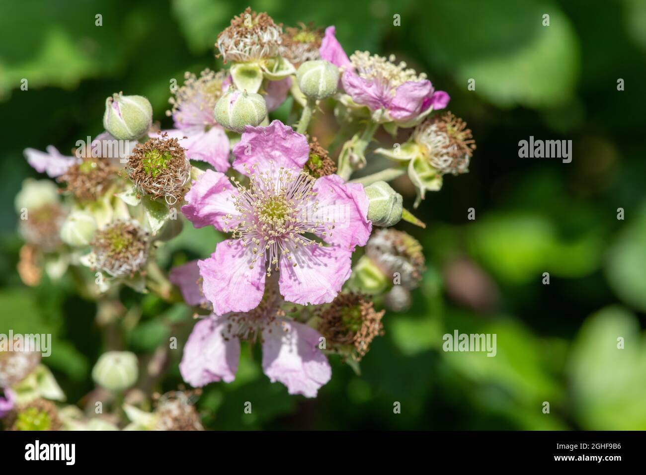Close up of pink flowers on a common bramble (rubus fruticosus) plant ...