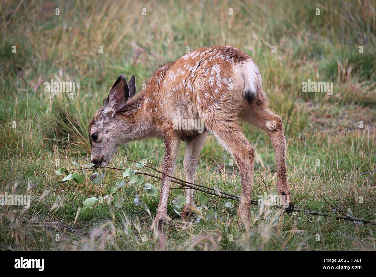 Mule deer fawn hi-res stock photography and images - Alamy
