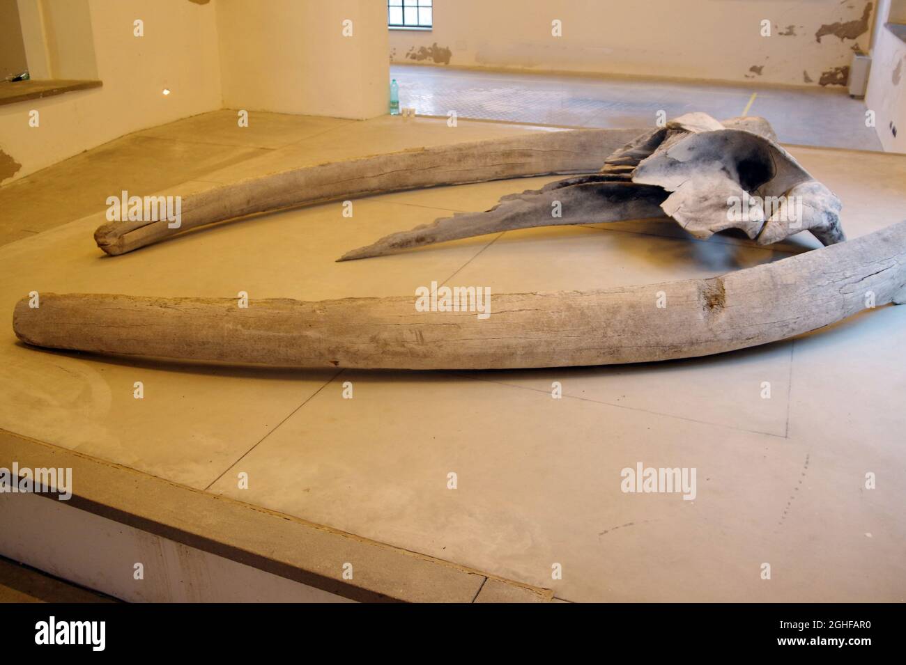 Whale skull bones hi-res stock photography and images - Alamy