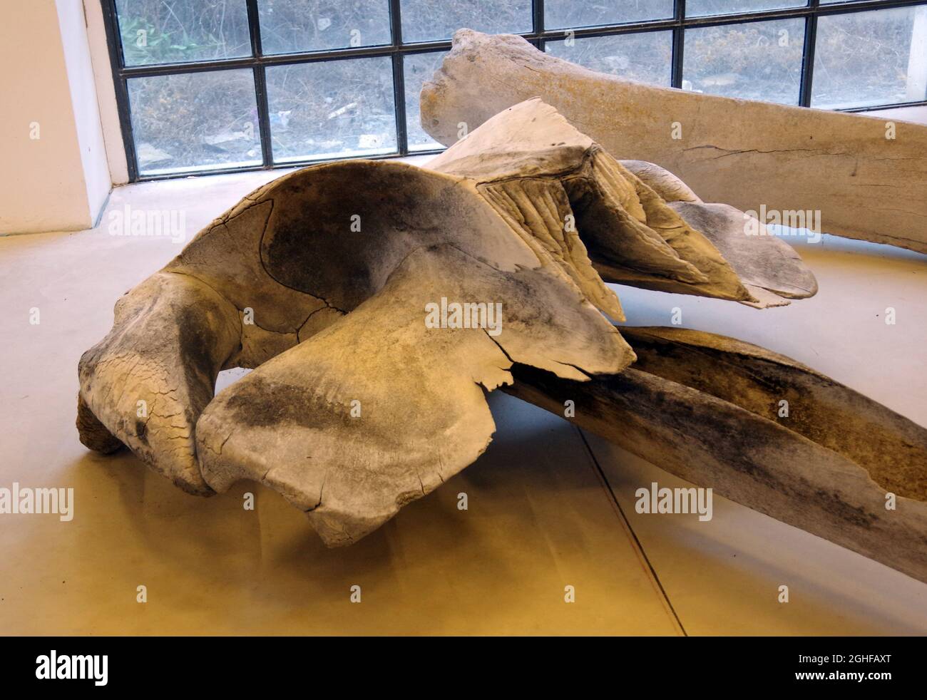 Whale bones ribs hi-res stock photography and images - Alamy