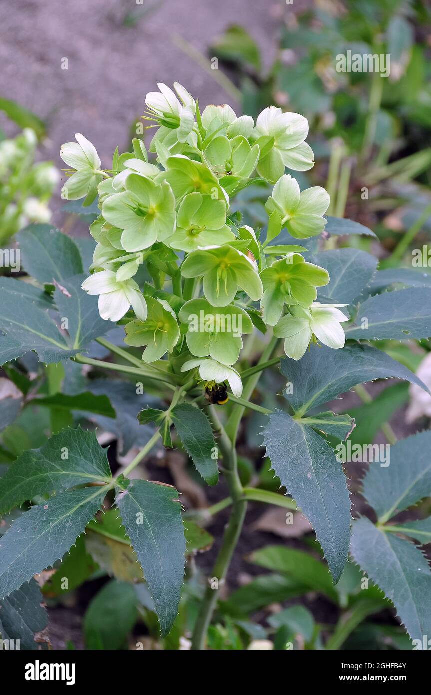 holly-leaved hellebore, Corsican hellebore, Korsische Nieswurz ...