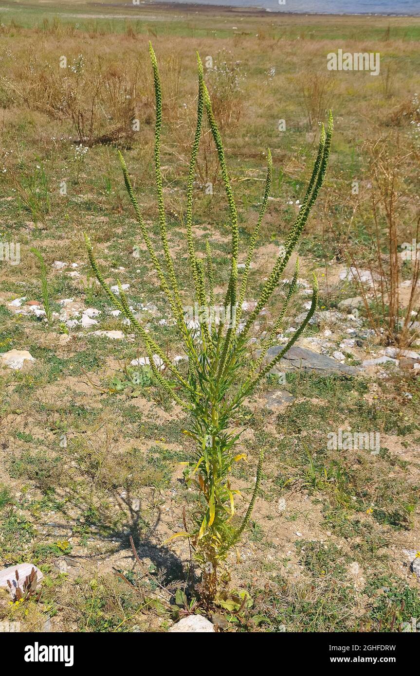 dyer's rocket, dyer's weed, weld, woold, yellow weed, Färber-Wau ...