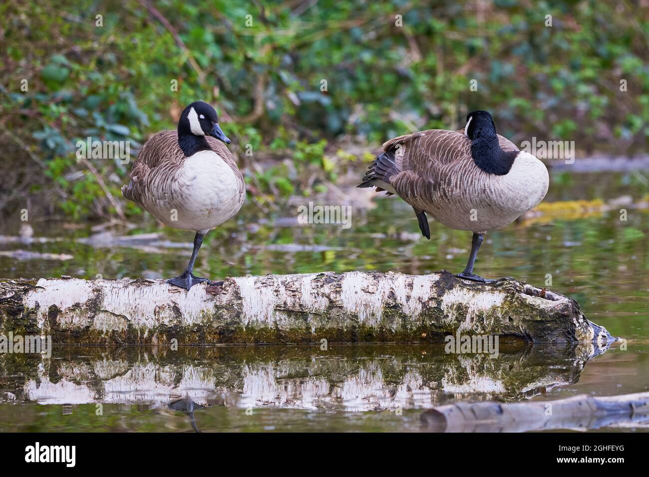 Canada Geese resting on a tree trunk ( Branta Canadensis Stock Photo ...