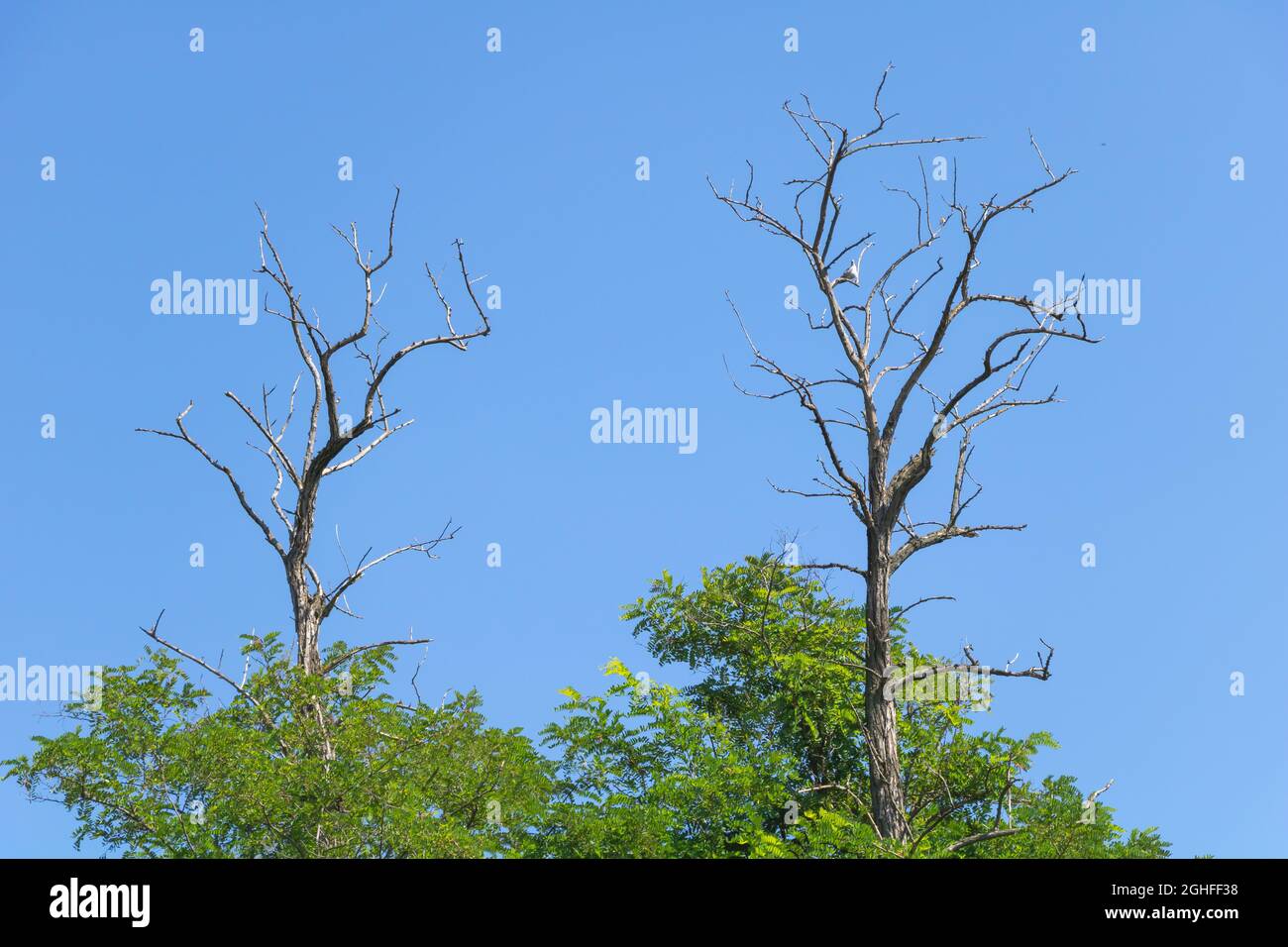 Two dried acacia trees on blue sky - And around them young acacias ...